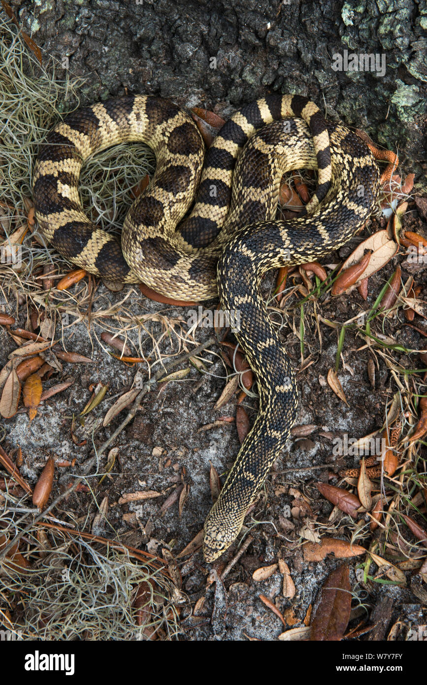 Georgia pine hi-res stock photography and images - Alamy