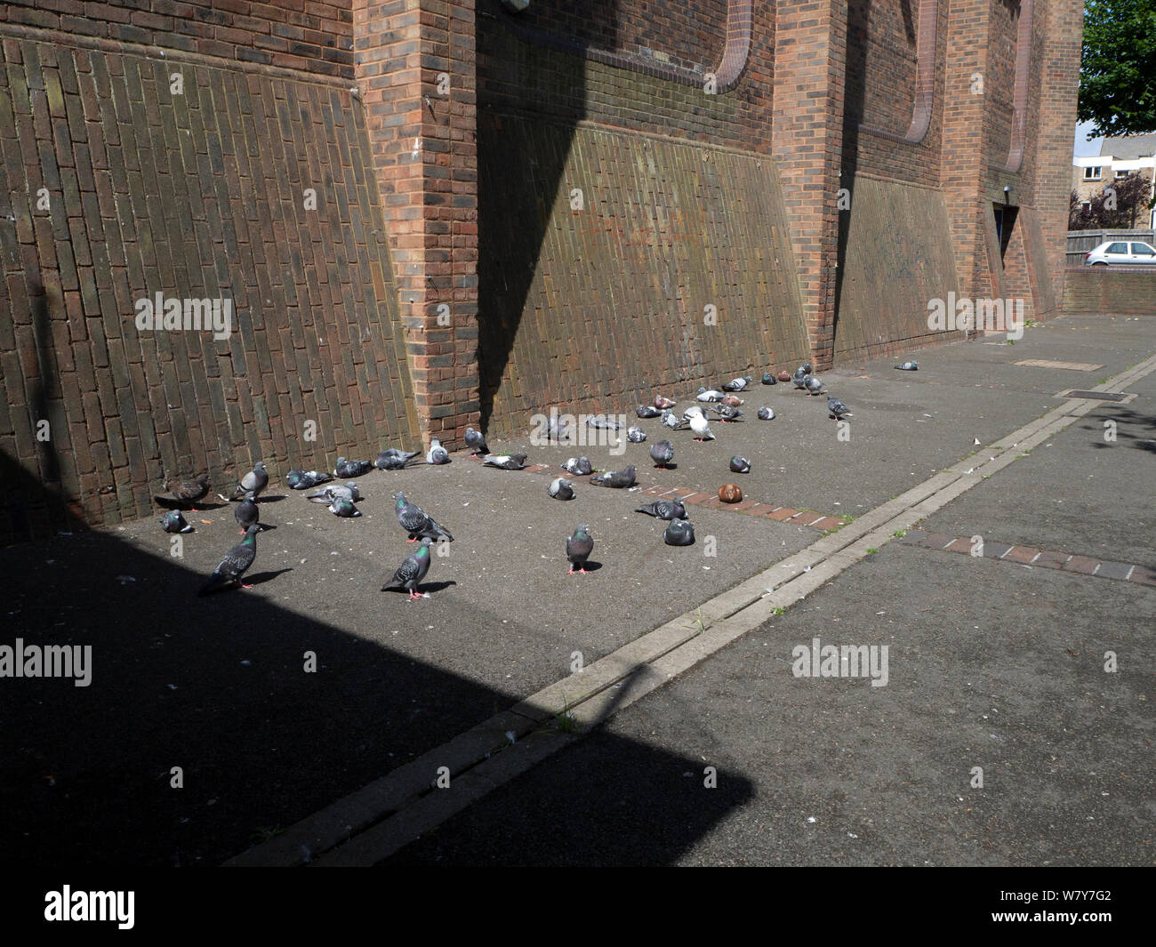 pigeons in the sun Stock Photo - Alamy
