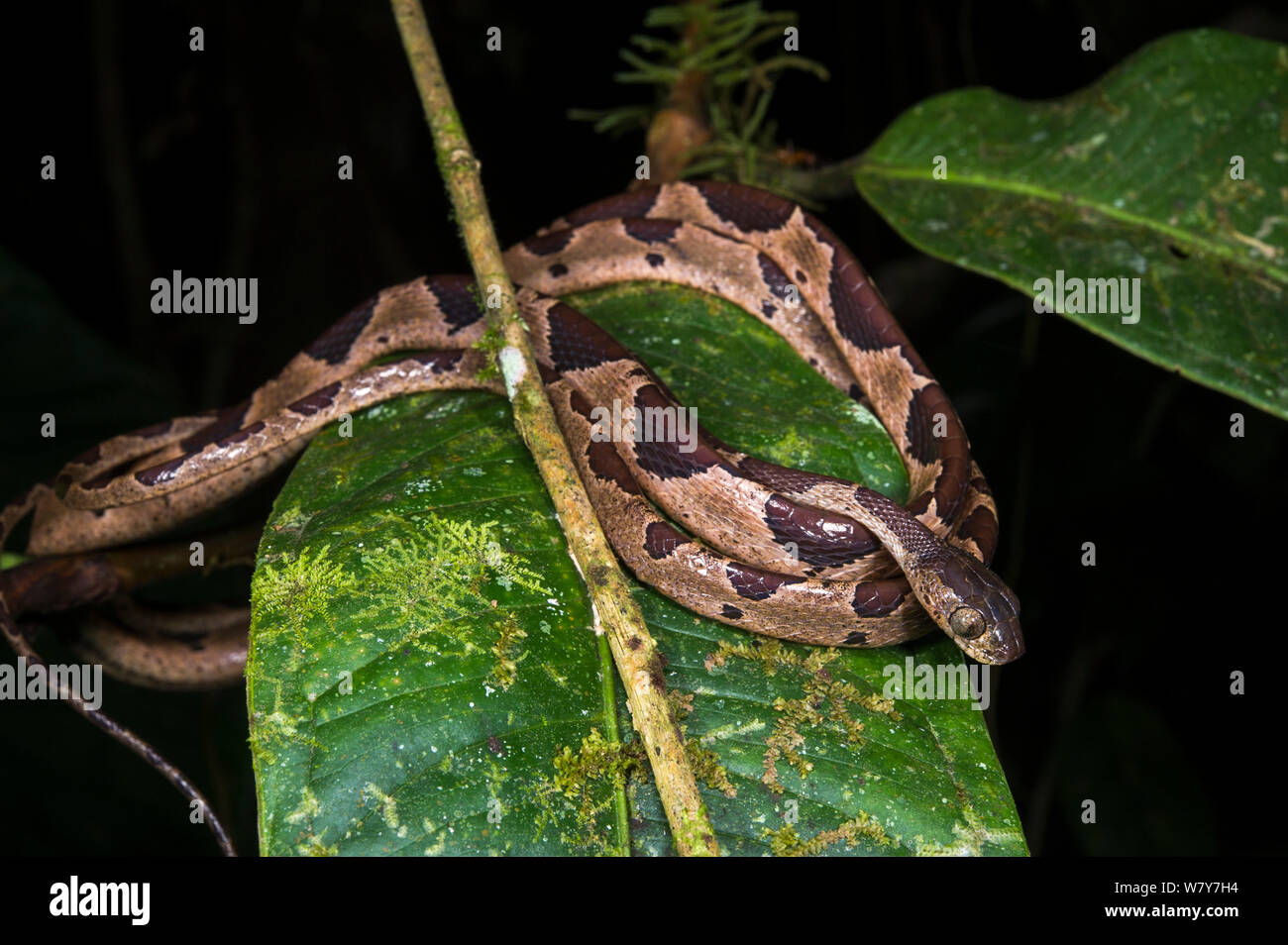Common blunthead tree snake hi-res stock photography and images - Alamy