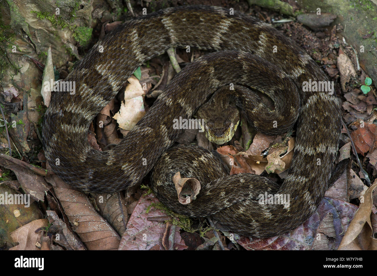 Fer-de-Lance (Bothrops atrox) Amazon, Ecuador. Captive, occurs in ...