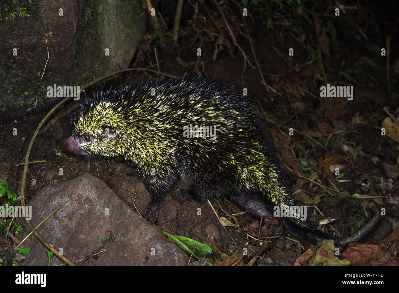 Coendou hi-res stock photography and images - Alamy