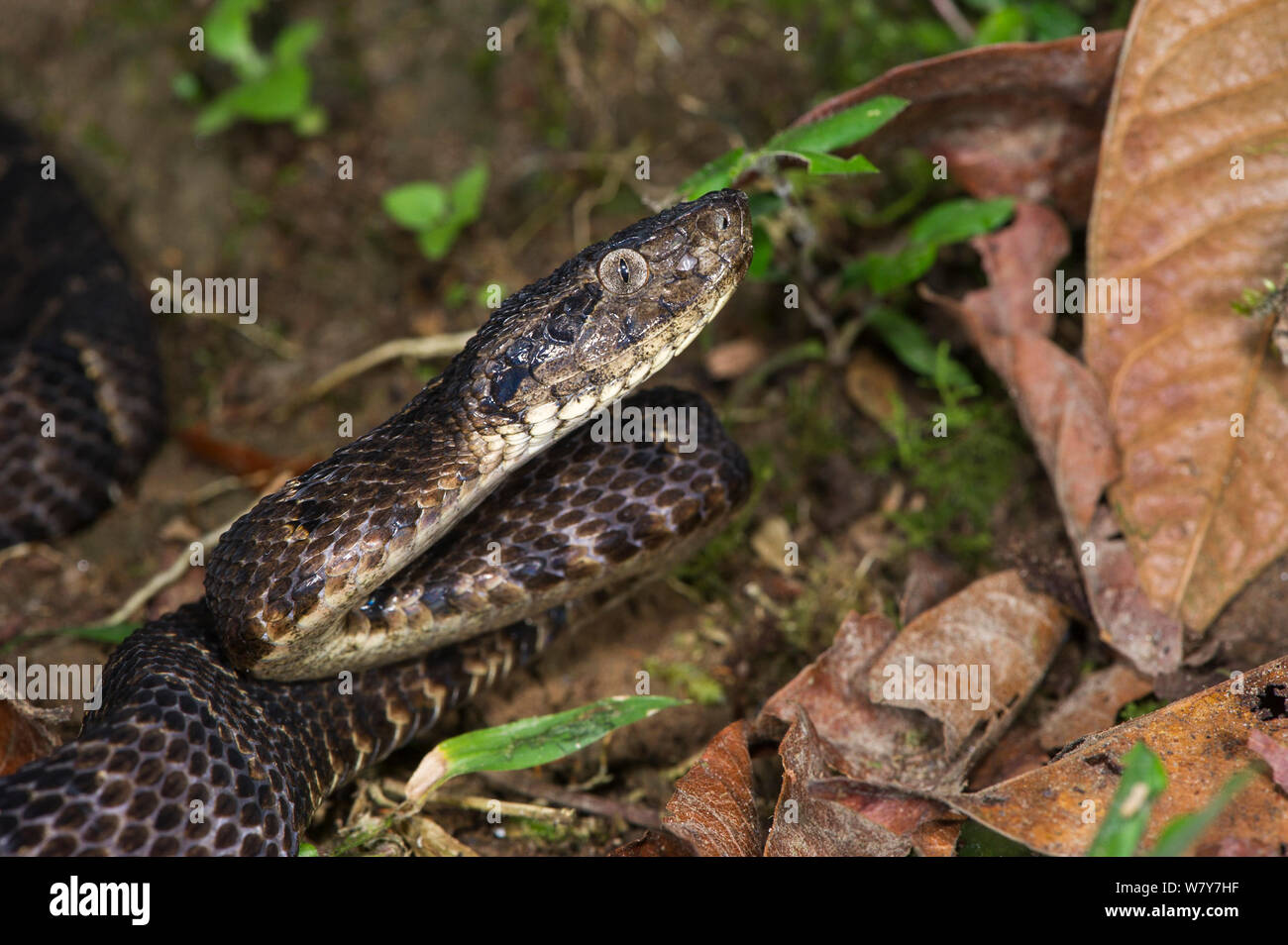Bothrops osbornei hi-res stock photography and images - Alamy