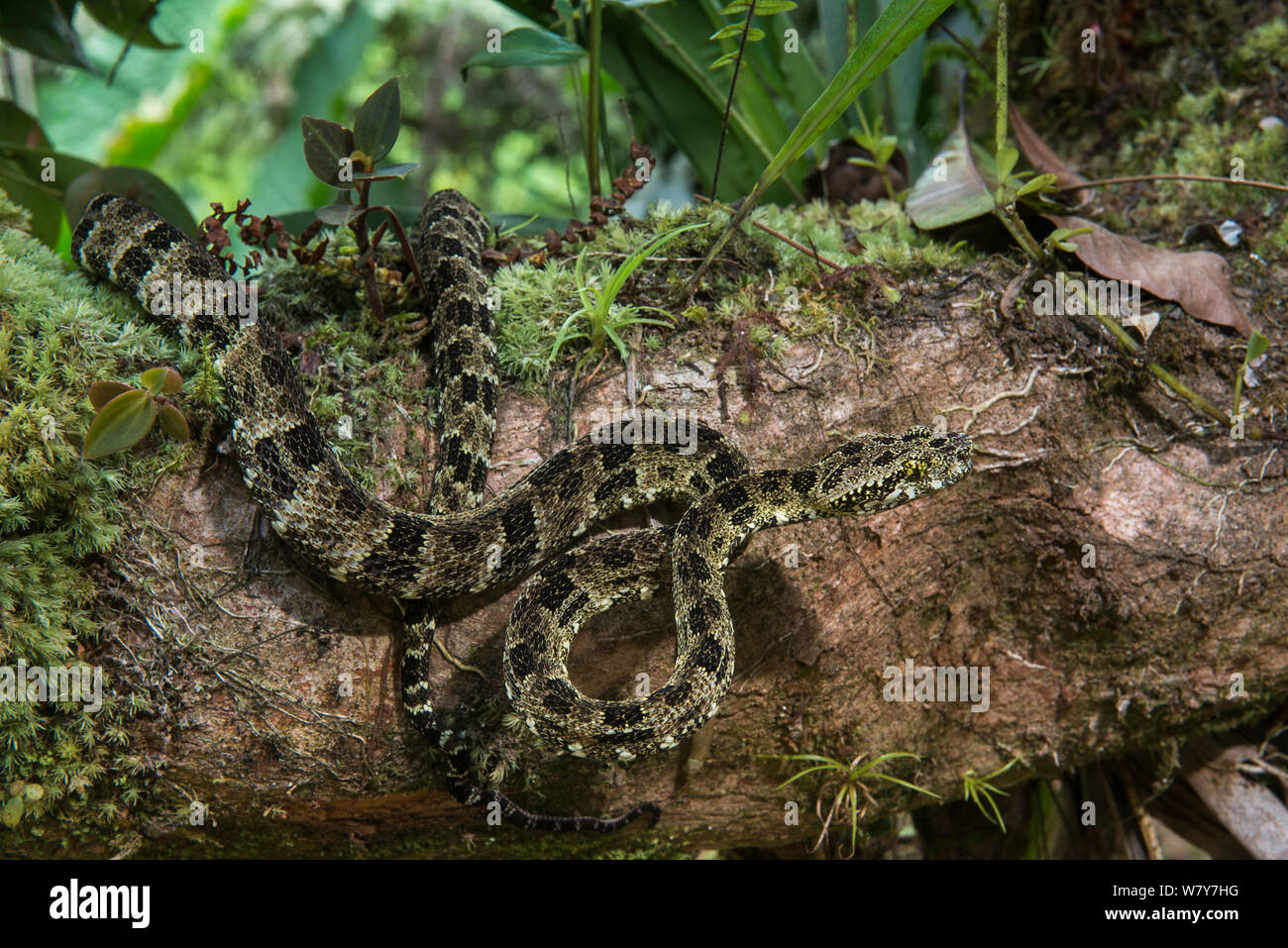 Speckled forest pit viper bothriopsis taeniata hi-res stock photography ...