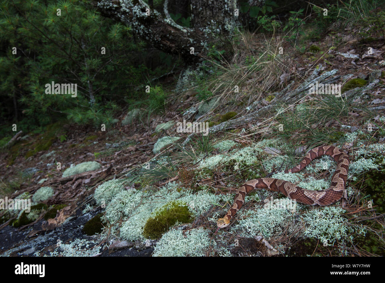 Copperhead snakes hi-res stock photography and images - Alamy
