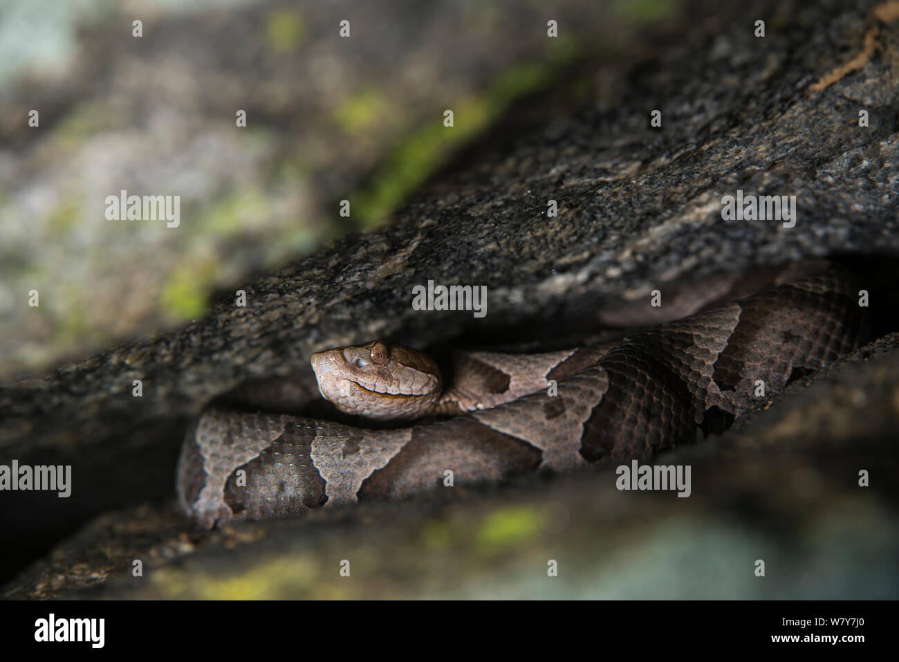 Copperhead (Agkistrodon contortrix) Northern Georgia, USA, July ...