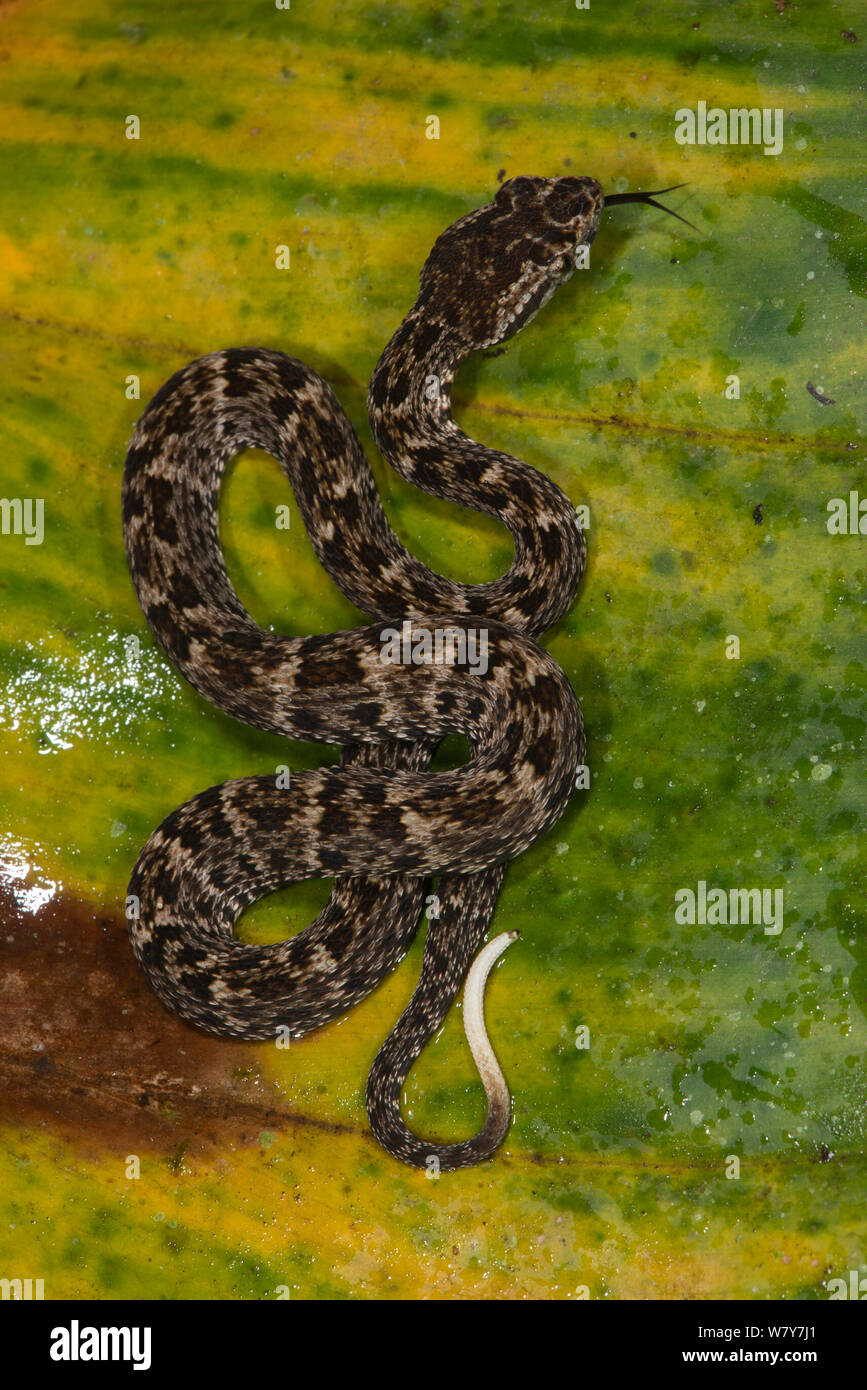 Bothrops lanceolatus hi-res stock photography and images - Alamy