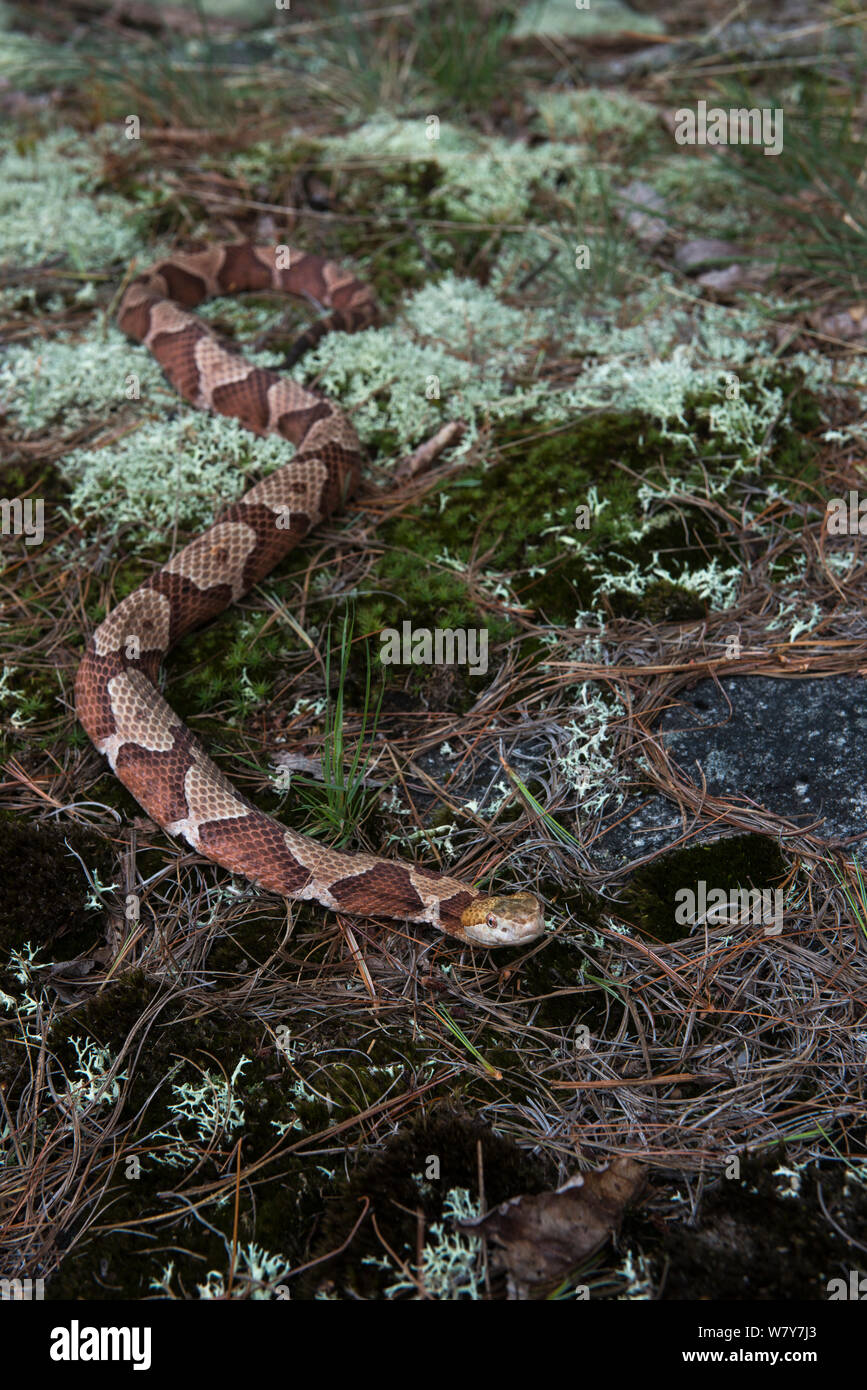Copperhead (Agkistrodon contortrix) Northern Georgia, USA, July ...
