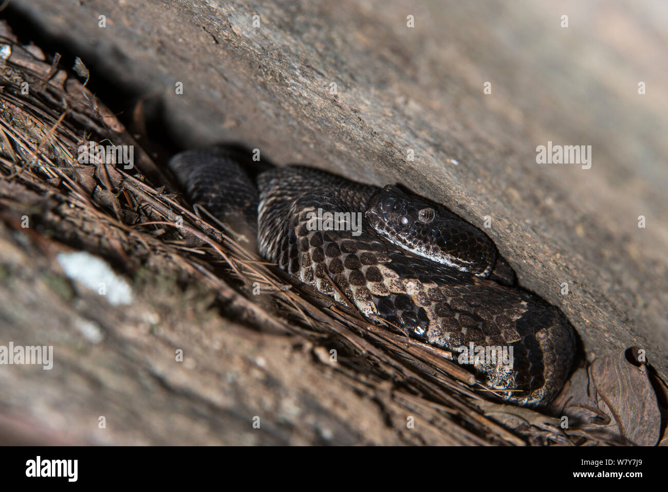 Timber rattlesnake hi-res stock photography and images - Alamy