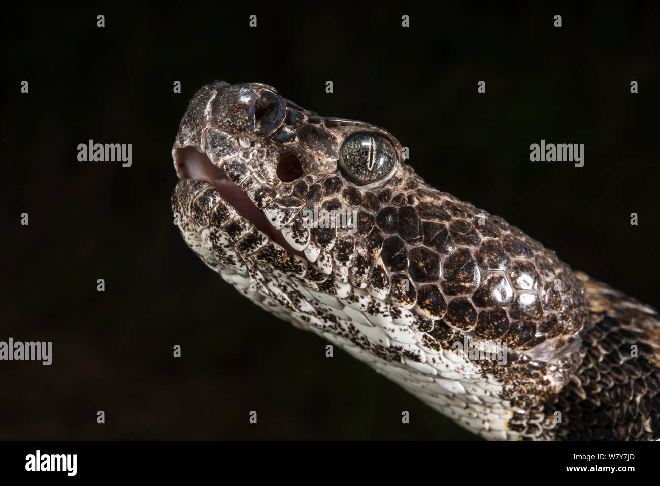 Timber rattlesnake hi-res stock photography and images - Alamy
