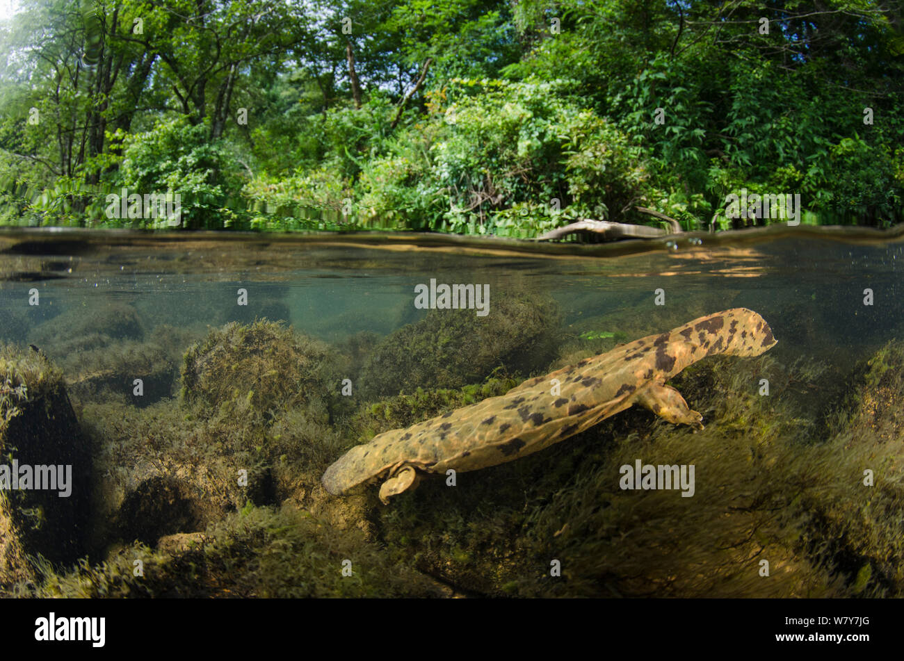 Hellbender hi-res stock photography and images - Alamy