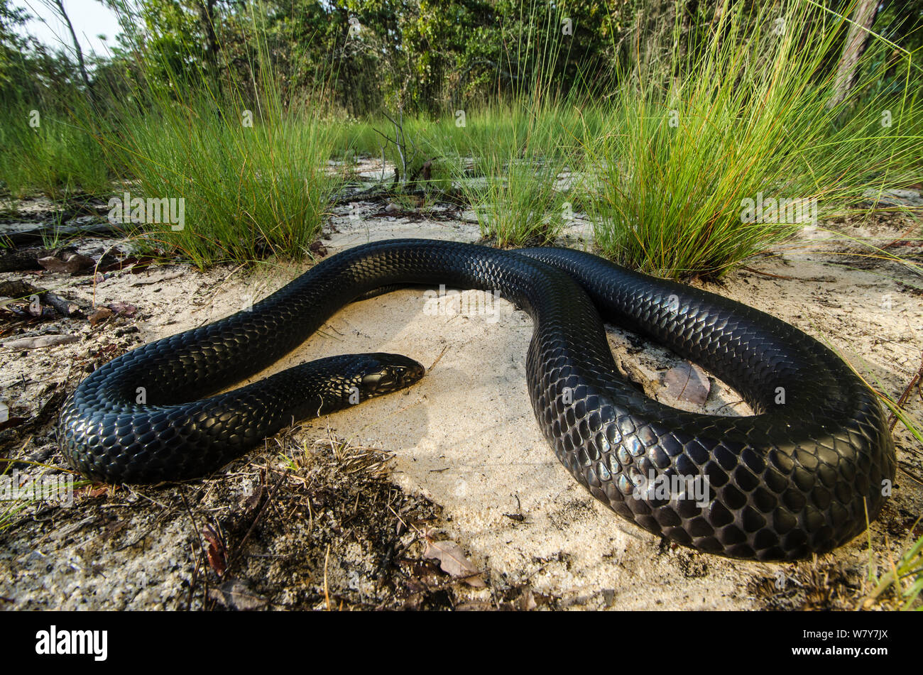 Eastern indigo snake (Drymarchon couperi) Orianne Indigo Snake Preserve ...
