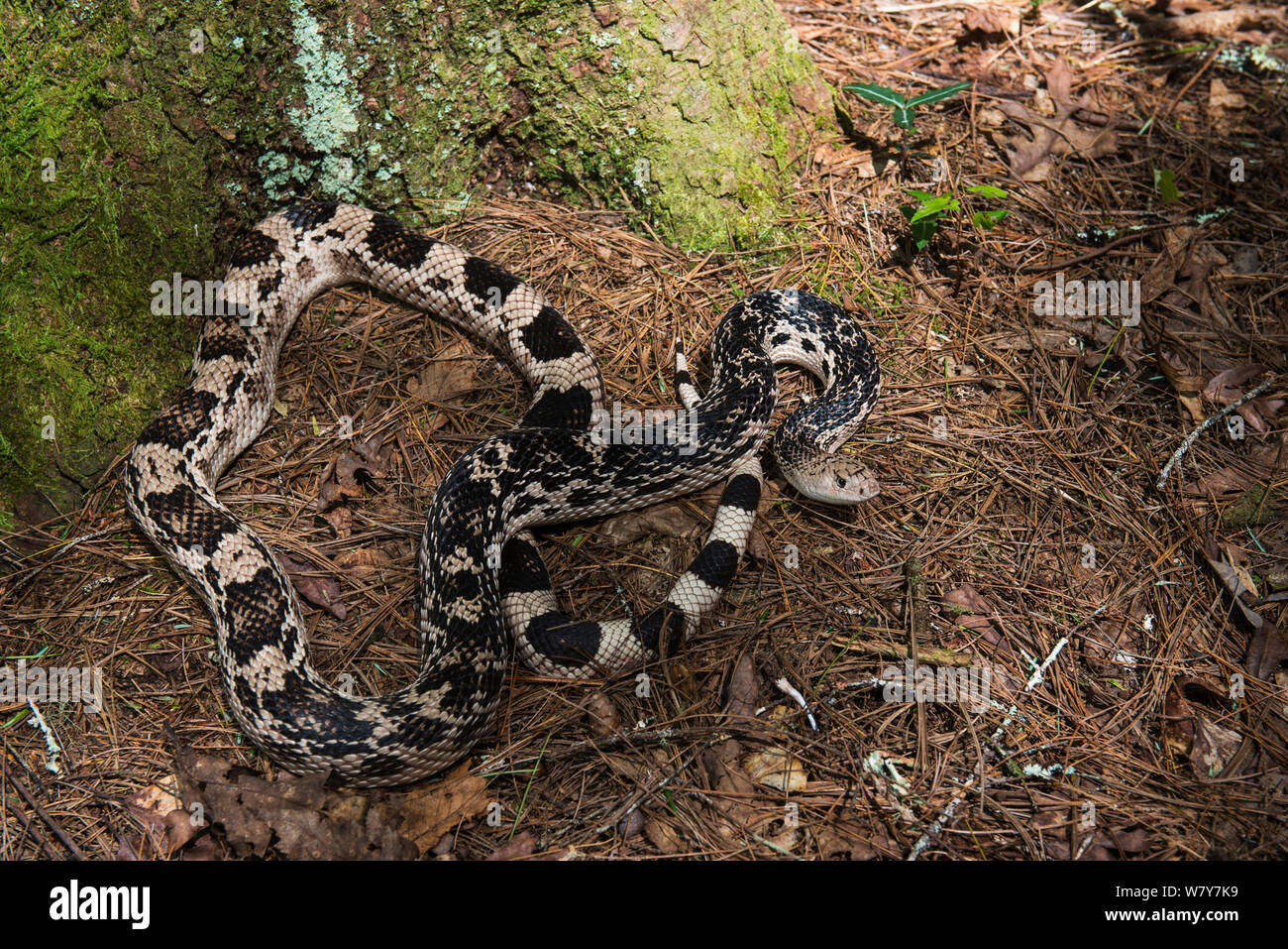 North american snakes hi-res stock photography and images - Alamy