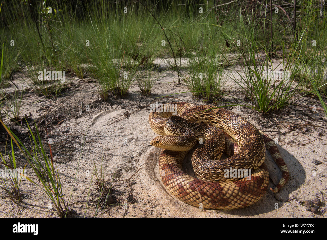 Florida pine snake (Pituophis melanouecus mugitus) Orianne Indigo Snake ...