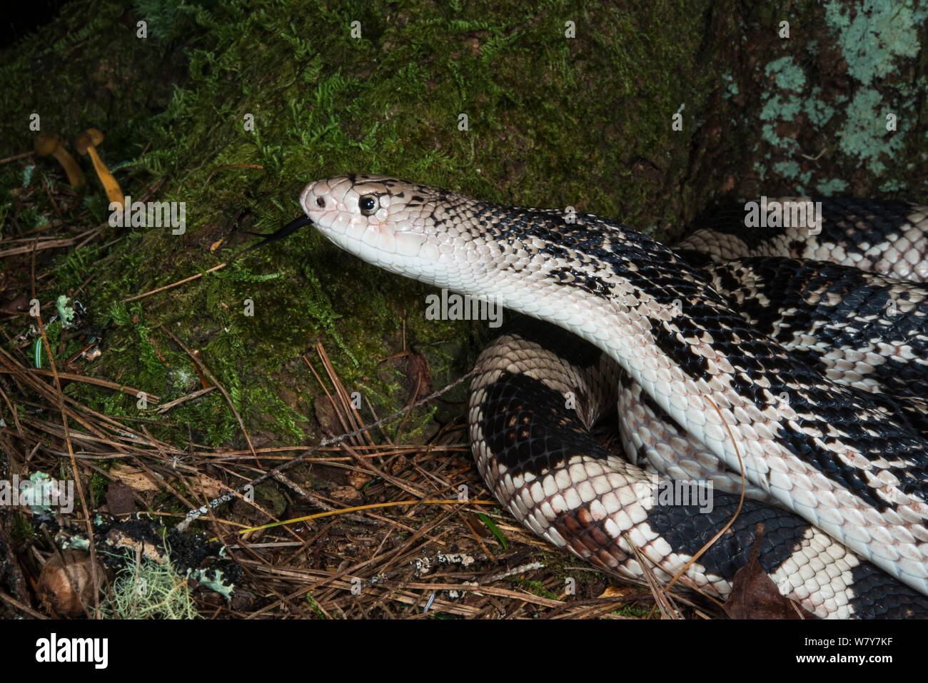 Endangered Snakes In North America