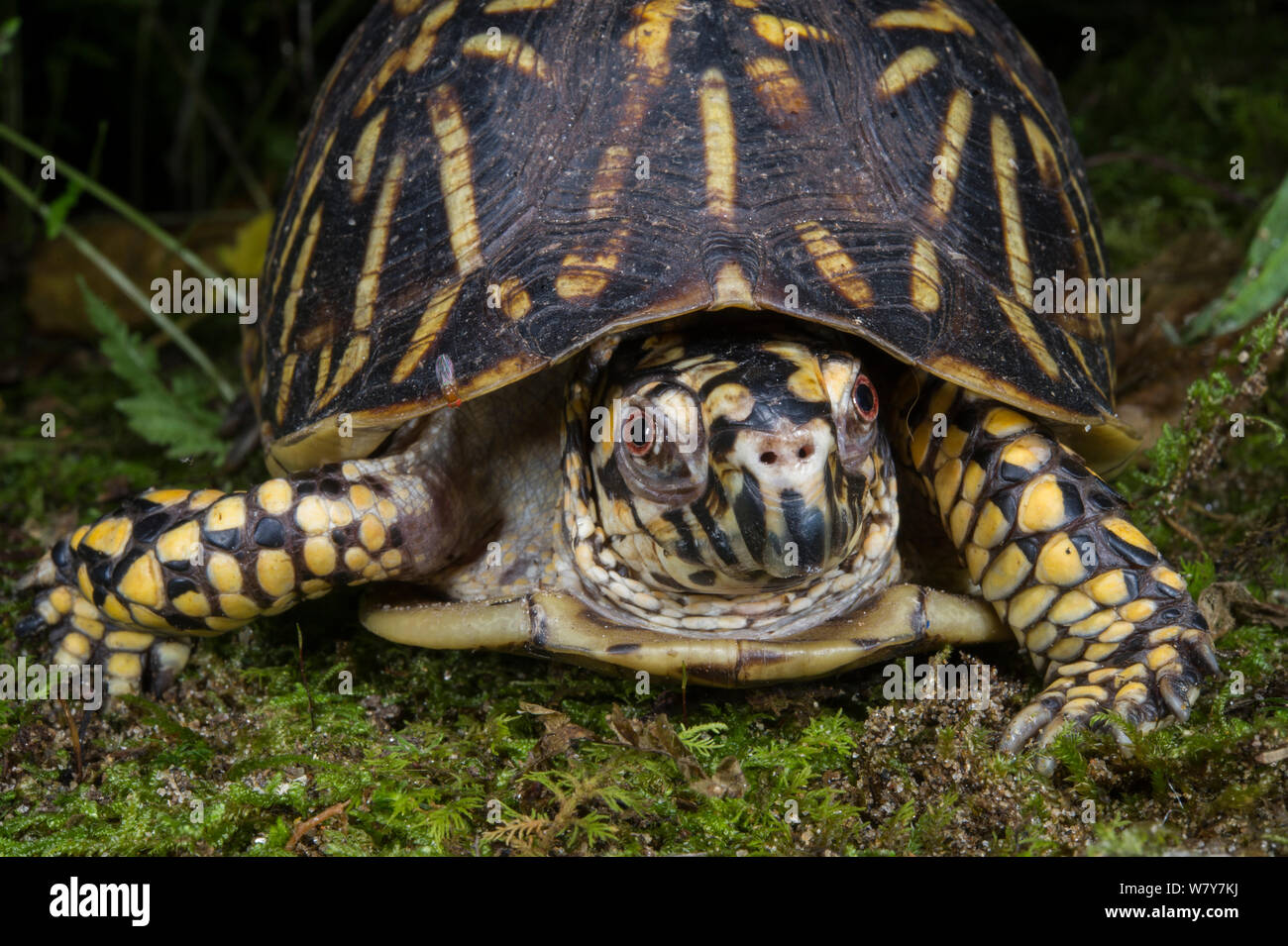 Box turtle hi-res stock photography and images - Alamy