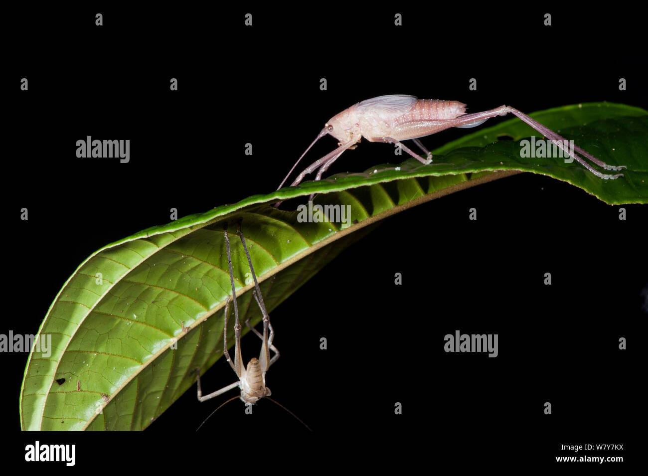 Katydid amazon hi-res stock photography and images - Alamy