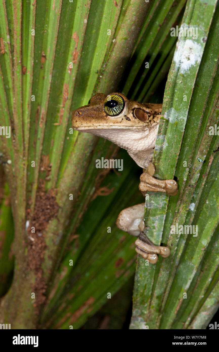 Osteocephalus flavolineatus hi-res stock photography and images - Alamy