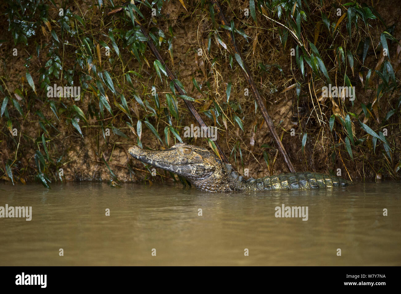 Dwarf caiman paleosuchus sp hi-res stock photography and images - Alamy