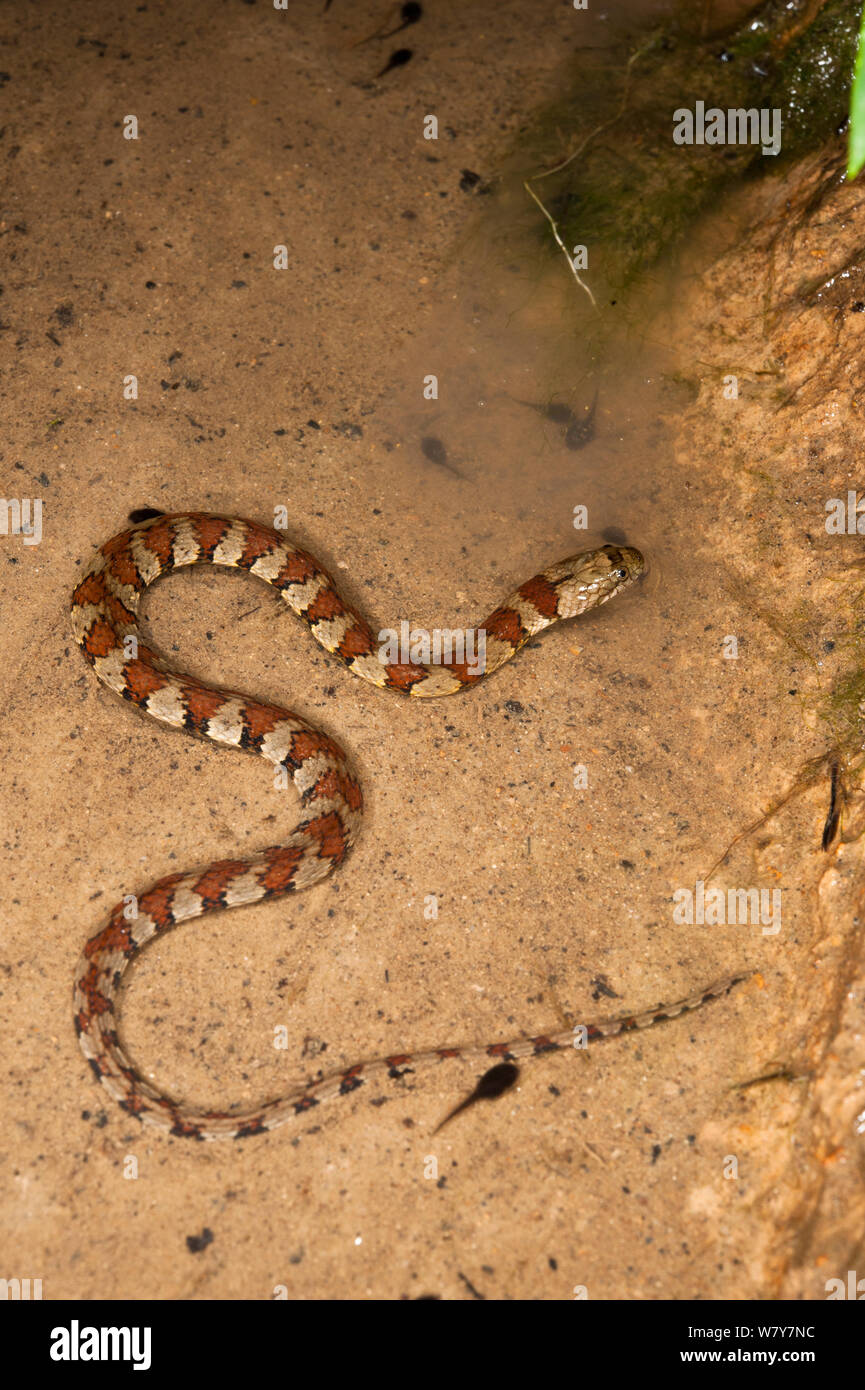 Keelback snake hi-res stock photography and images - Alamy