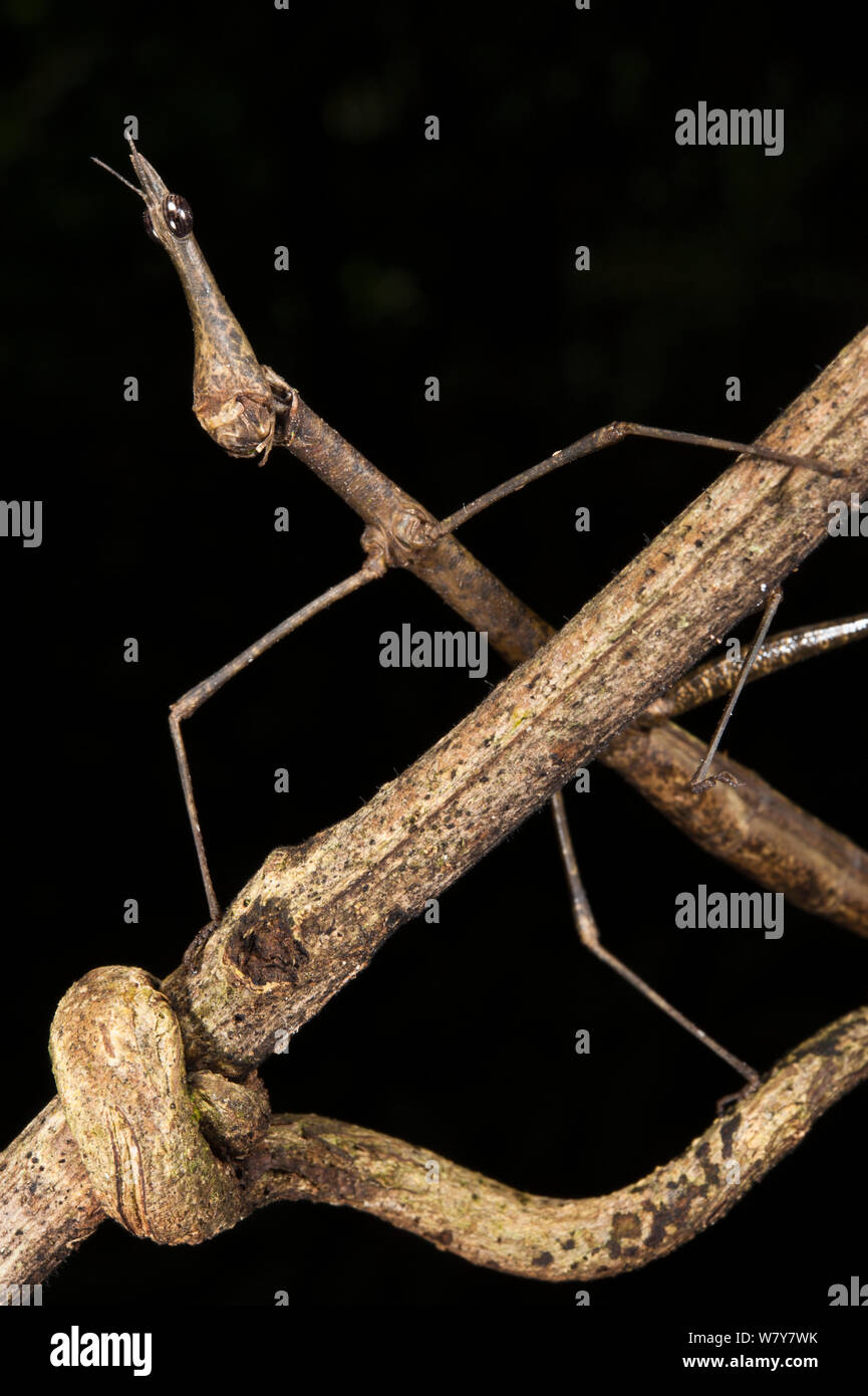 Jumping Stick Insect (Apioscelis sp) Yasuni National Park, Amazon ...