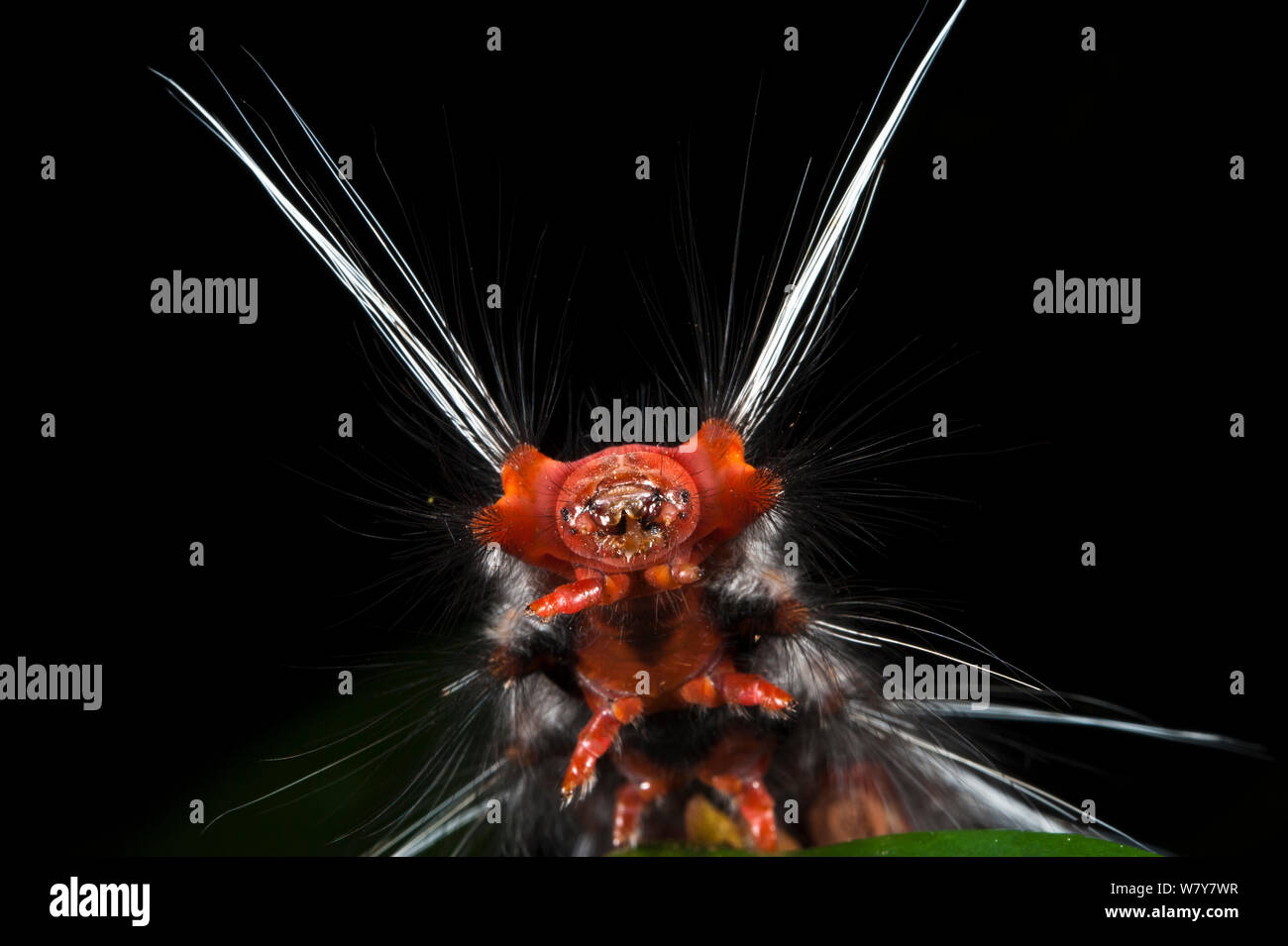 Wild Silk Moth Caterpillar (Saturniidae) Yasuni National Park, Amazon ...