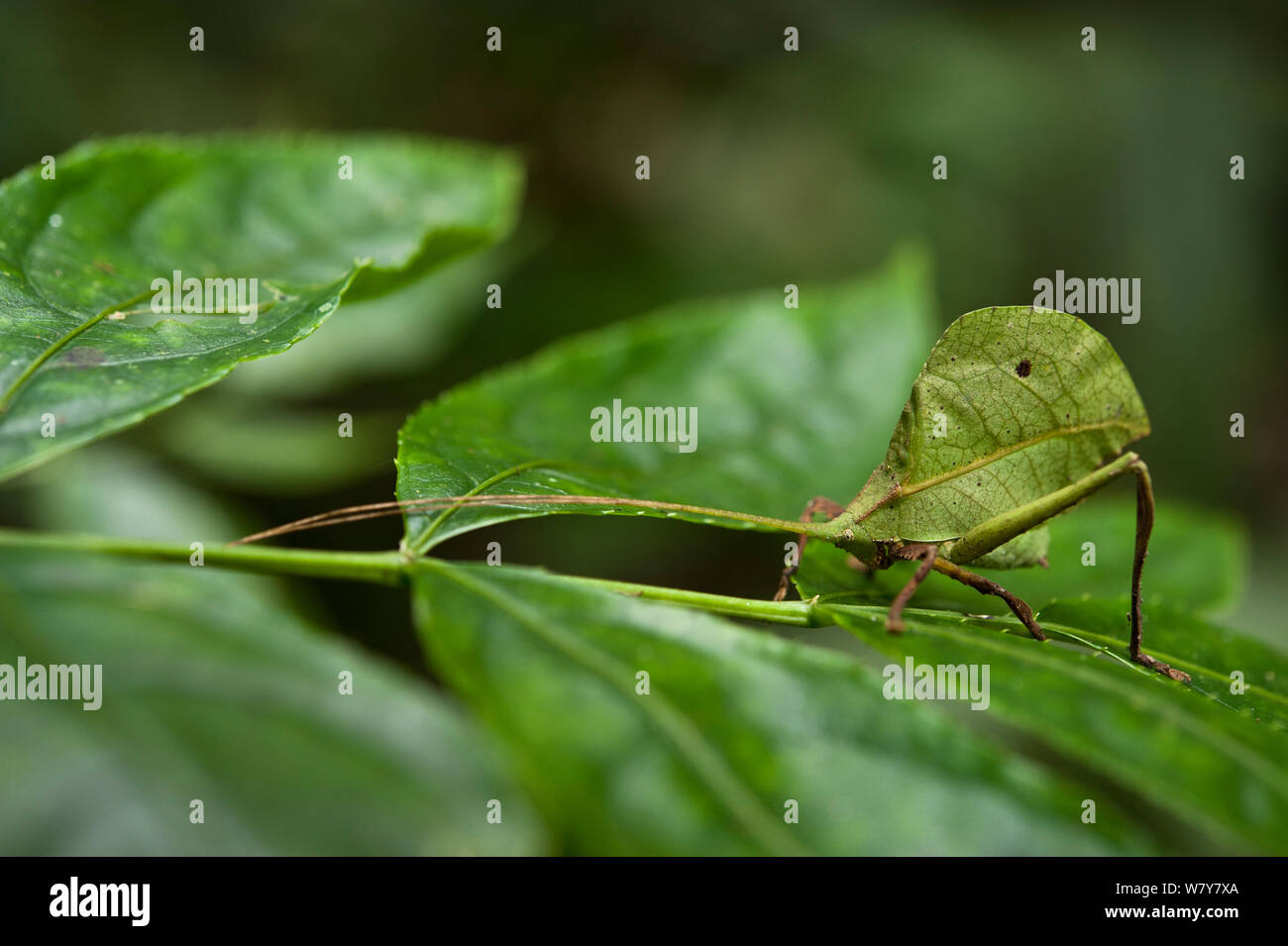 Small-leaf Katydid (Pseudophyllinae) Yasuni National Park, Amazon ...