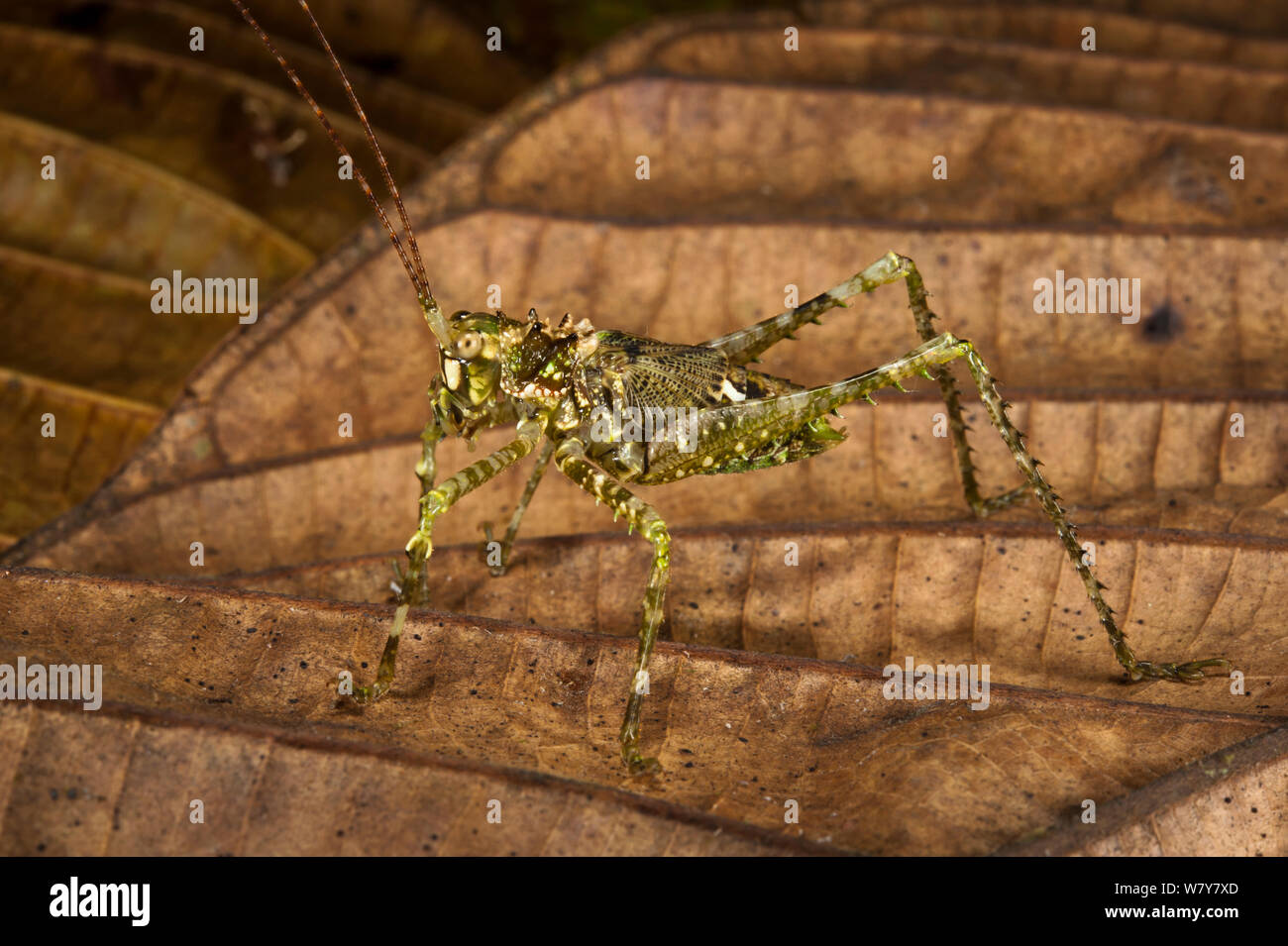 Green spiny katydid tettigoniidae hi-res stock photography and images ...