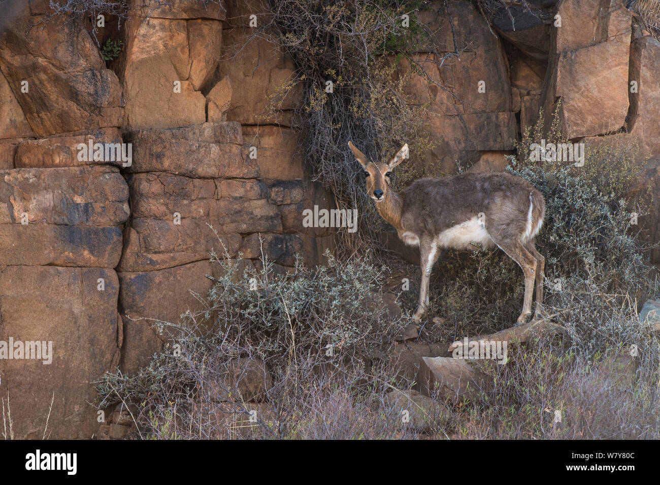 Mountain reedbuck (Redunca fulvorufula) on private game ranch. Great ...