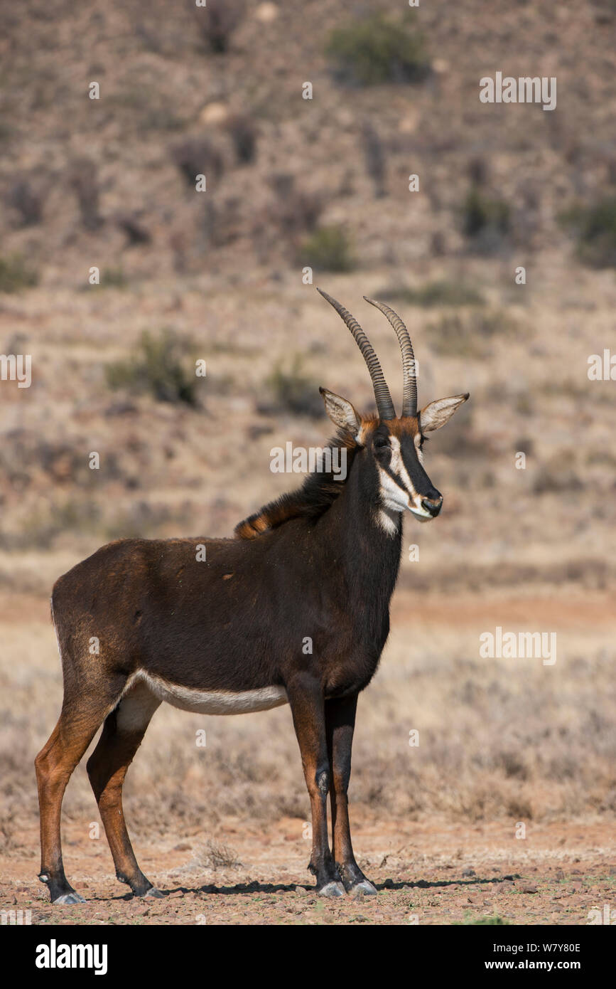 Giant Sable Antelope Baby