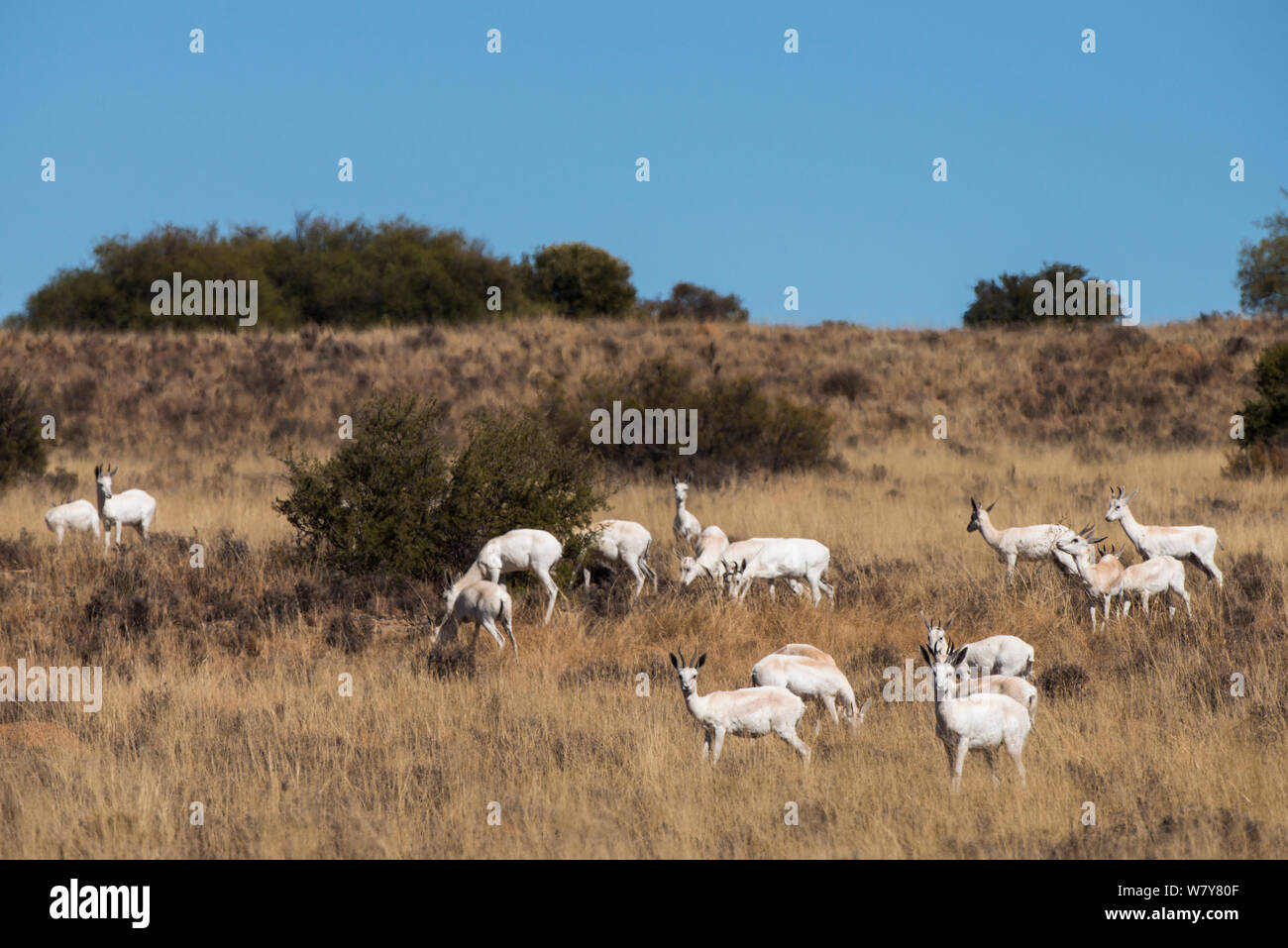 White springbok (Antidorcas marsupialis) Private game ranch. Great ...