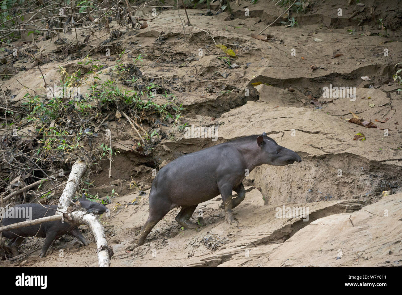 Brazilian tapir (Tapirus terrestris) mother and baby on bank of ...