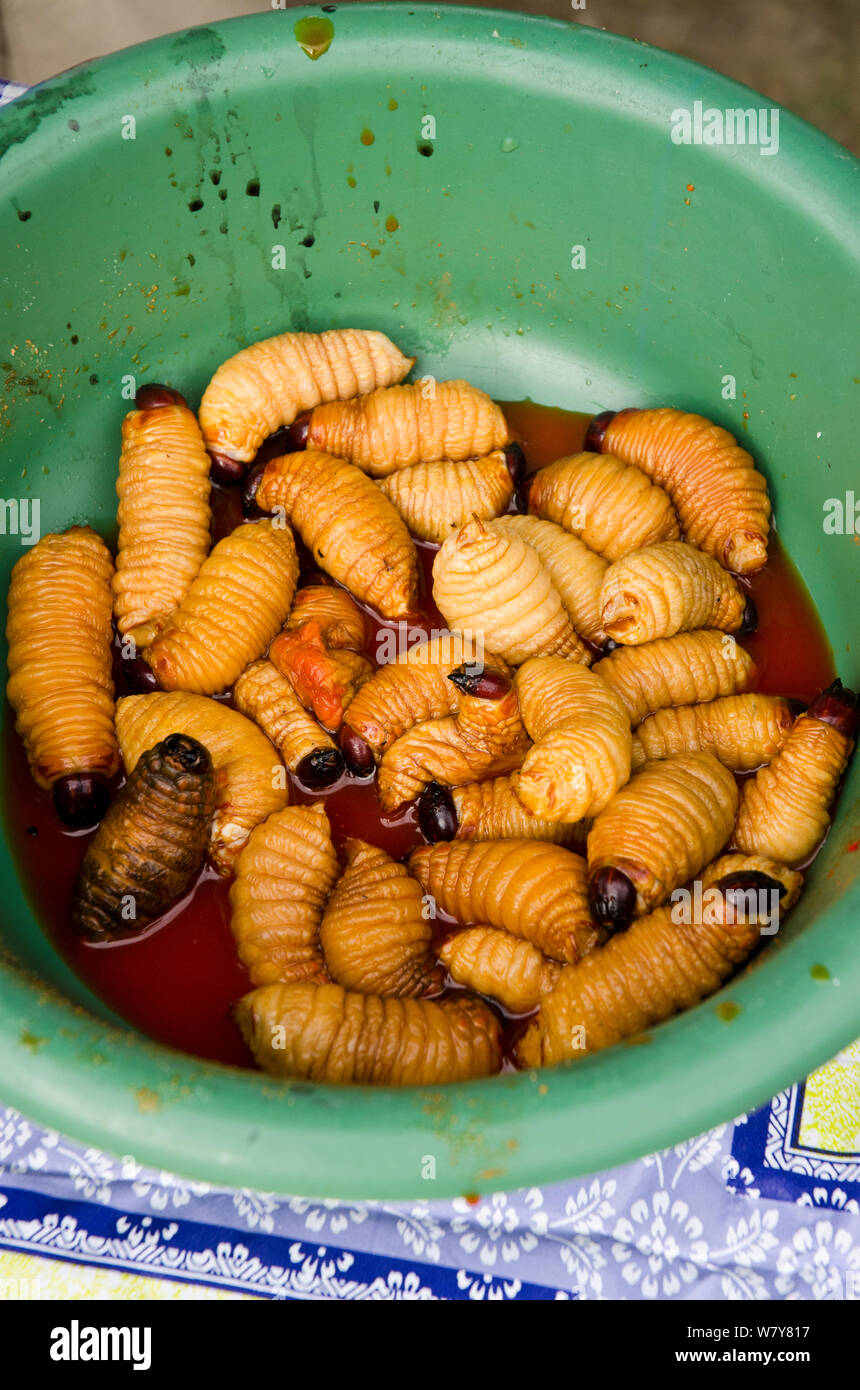 South american palm weevil hi-res stock photography and images - Alamy