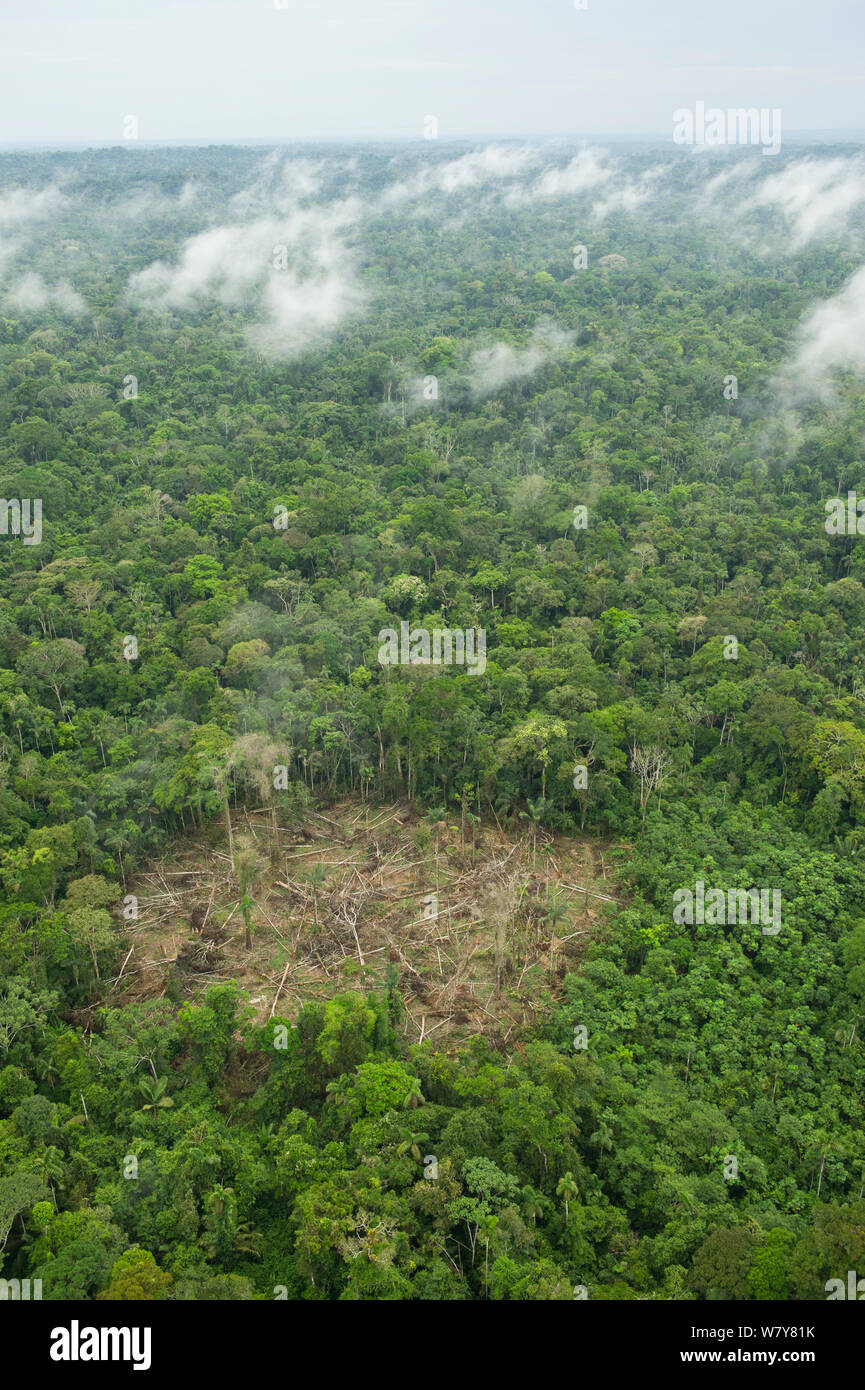 Aerial view of recent clearing along Maxus oil road, Yasuni National ...