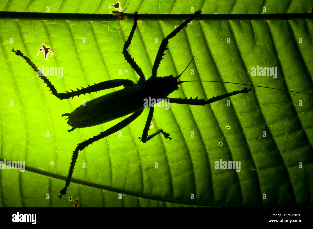 Katydid amazon hi-res stock photography and images - Alamy