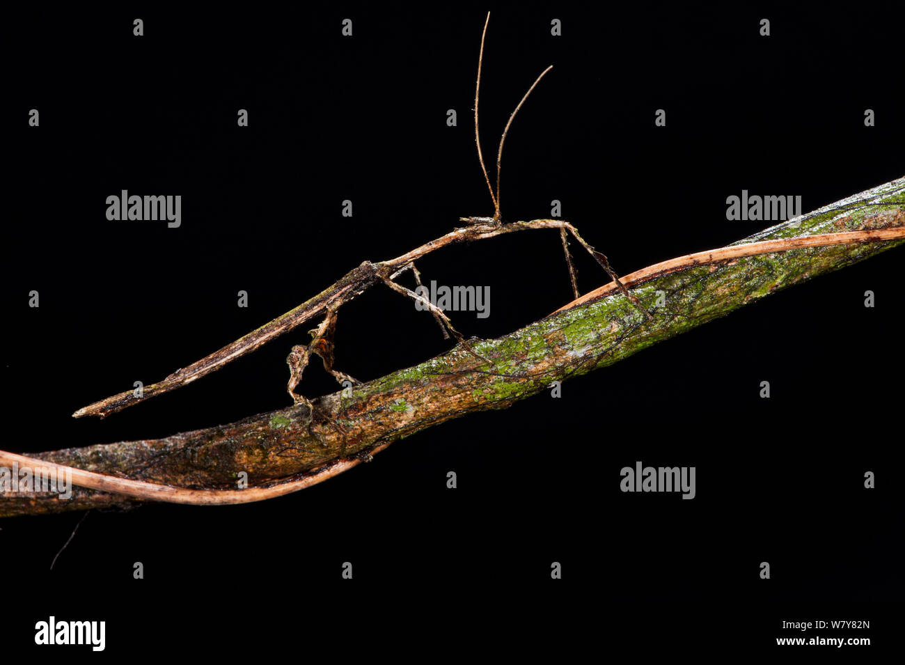 Lichen mimic stick insect phasmatodea hi-res stock photography and ...