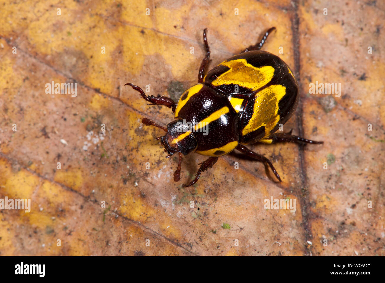 Ornate Beetle (Coleoptera) Yasuni National Park, Amazon Rainforest ...