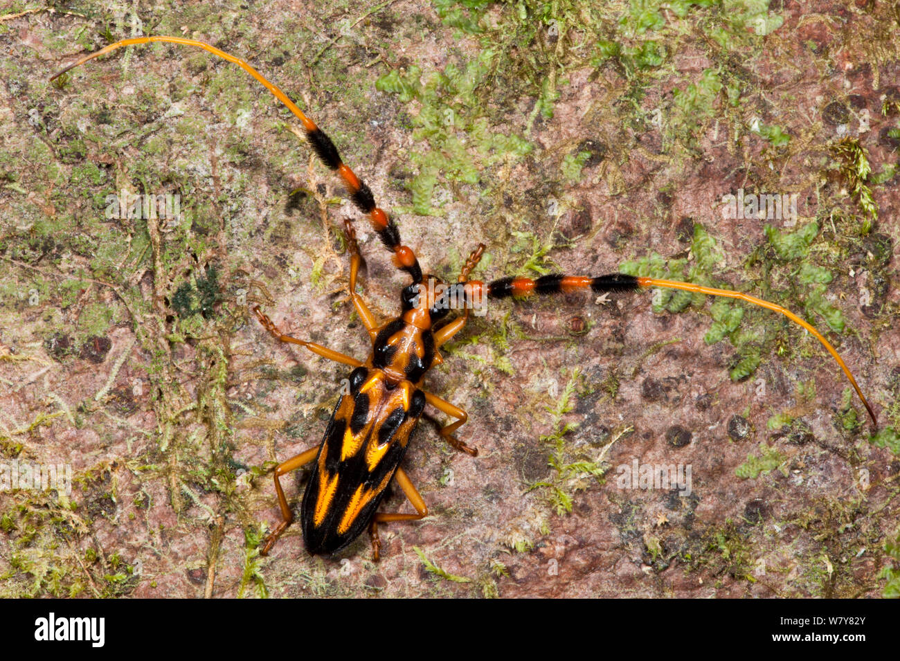 Orange and Black Long-horned Beetle (Batus barbicornis) Yasuni National ...