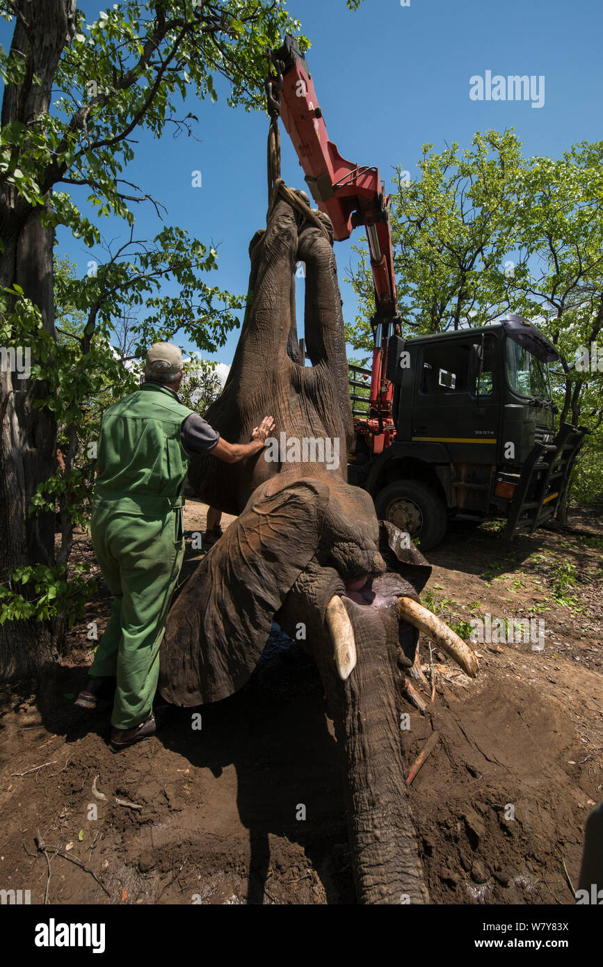 Elephant Truck High Resolution Stock Photography and Images - Alamy