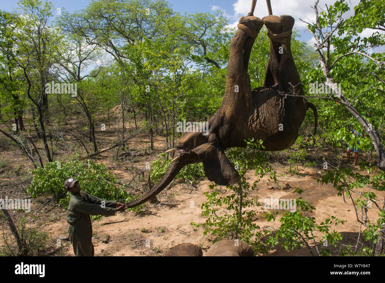 African elephant lifting tree hi-res stock photography and images - Alamy