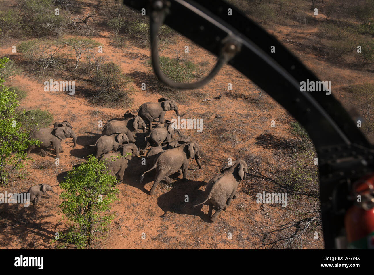 Aerial view elephants from hi-res stock photography and images - Alamy