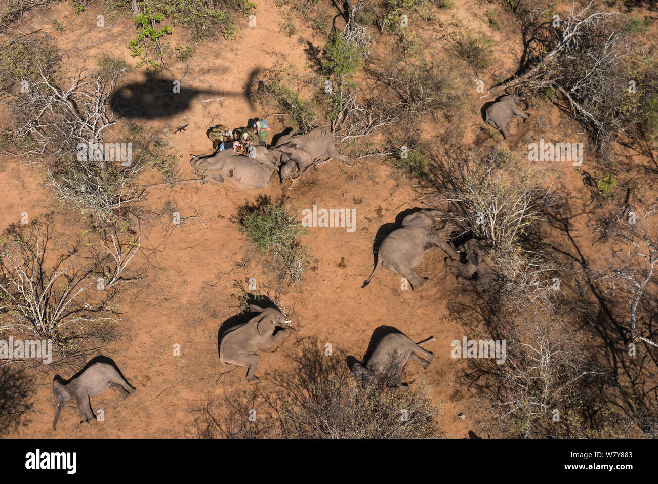 Aerial animal africa elephants hi-res stock photography and images - Alamy