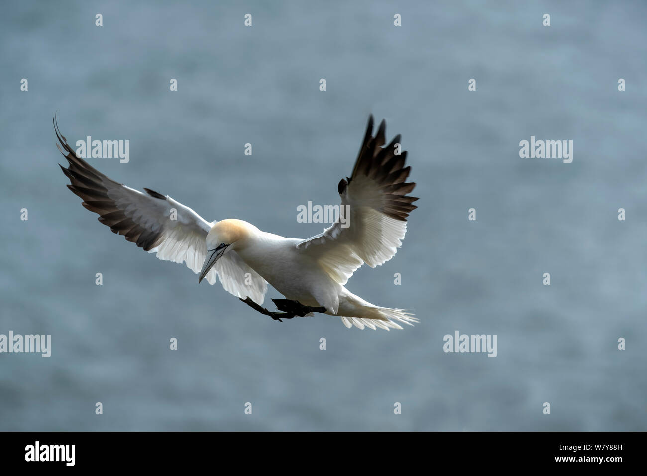Bird swooping hi-res stock photography and images - Alamy