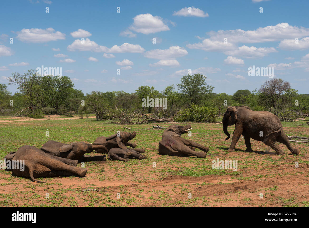 Elephants lying down hi-res stock photography and images - Alamy