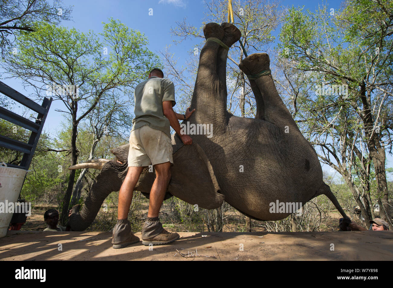 Elephant Lifting High Resolution Stock Photography and Images - Alamy