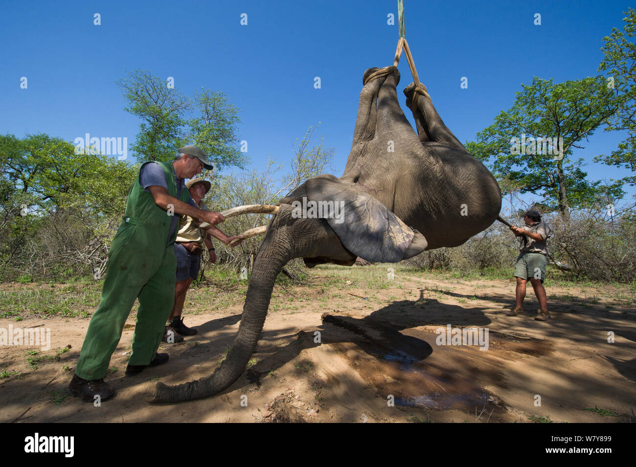 Elephants are people hi-res stock photography and images - Alamy