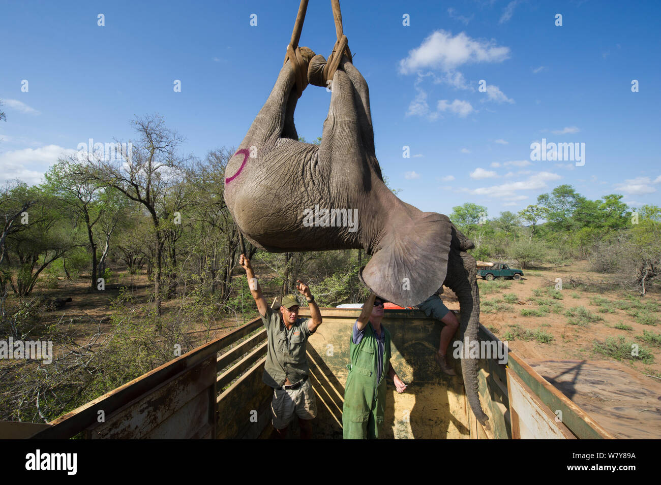 African elephant lifting hi-res stock photography and images - Alamy