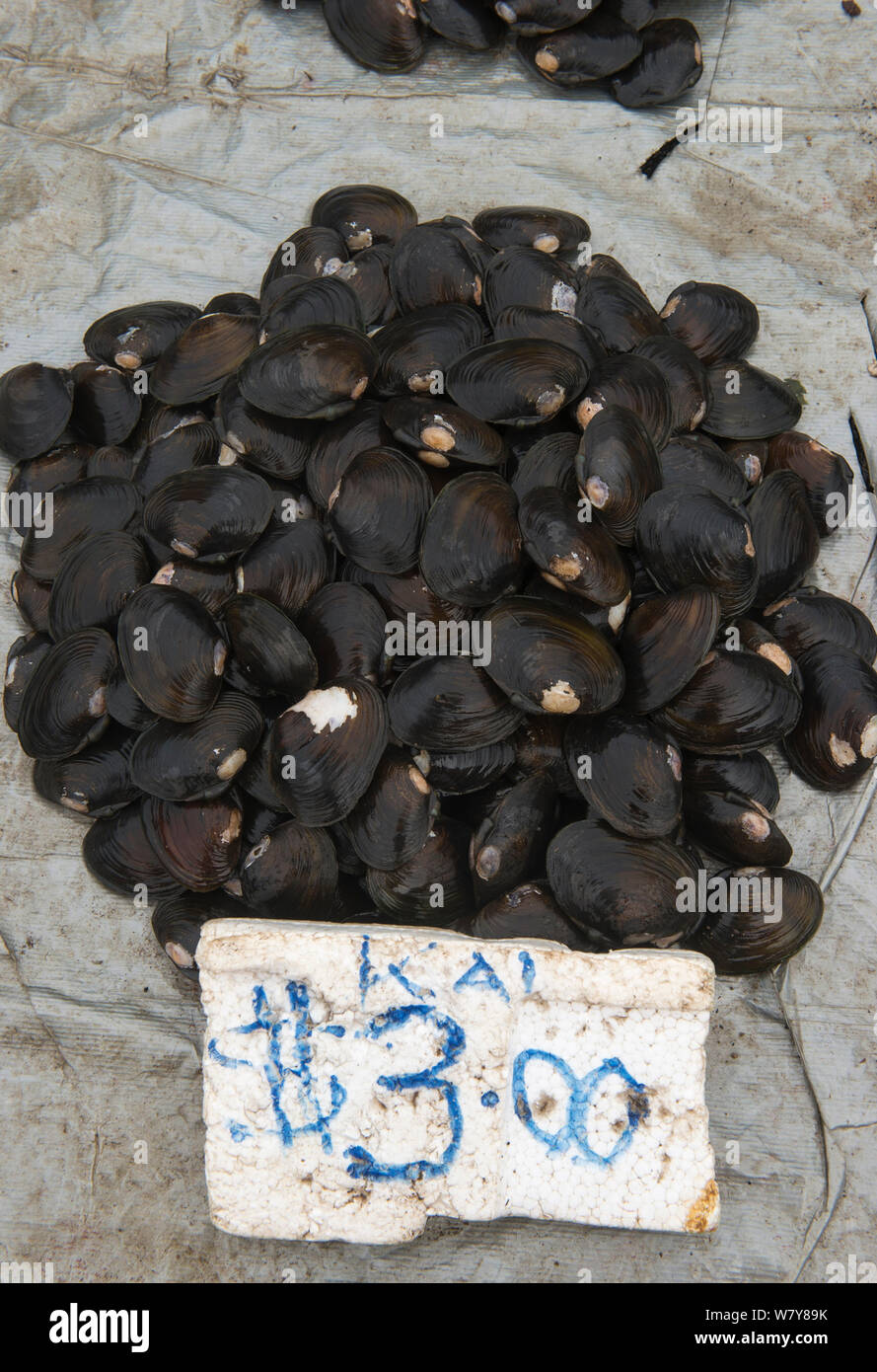 Suva fish market suva fiji hi-res stock photography and images - Alamy