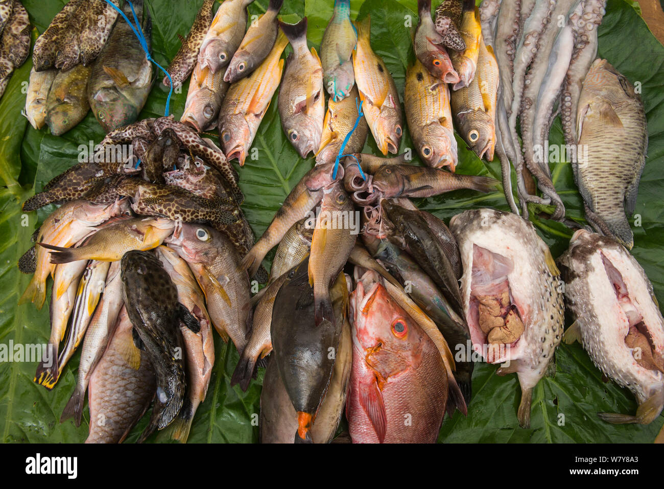 Mixed reef fish and octopus for sale, Suva Seafood Market, Viti Levu ...