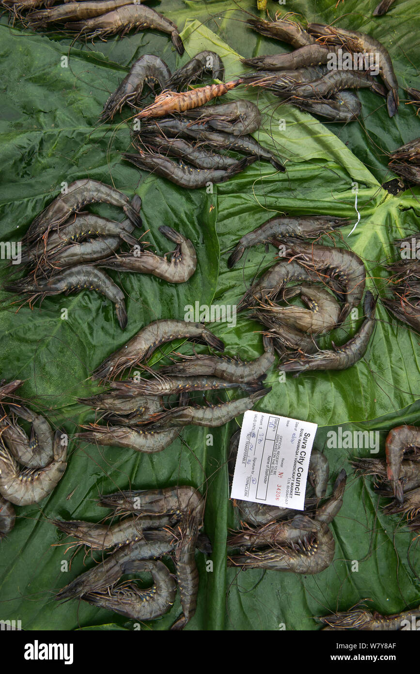 Prawns for sale, Suva Seafood Market, Viti Levu, Fiji, South Pacific ...