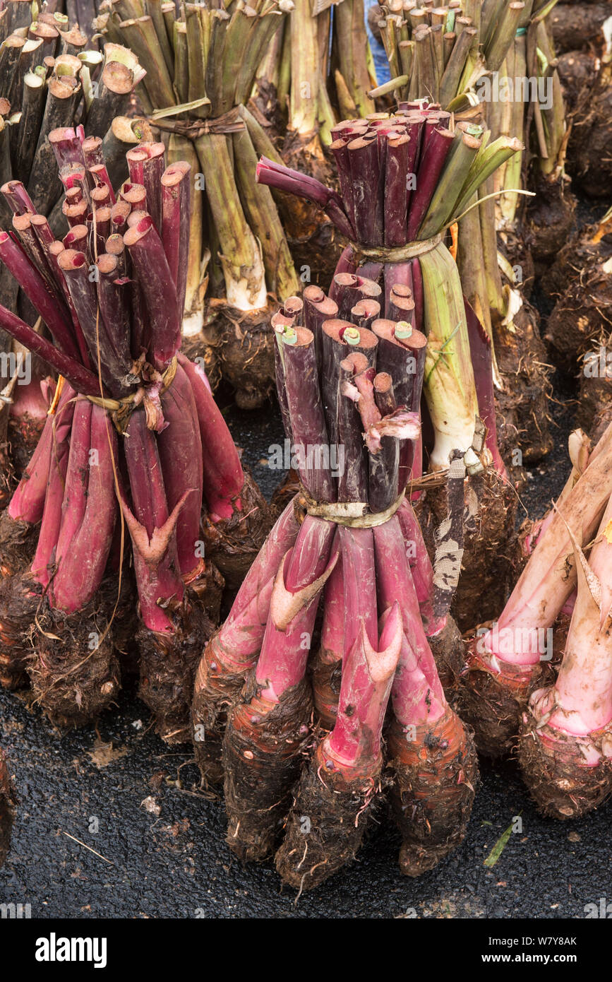 Taro plant hi-res stock photography and images - Alamy